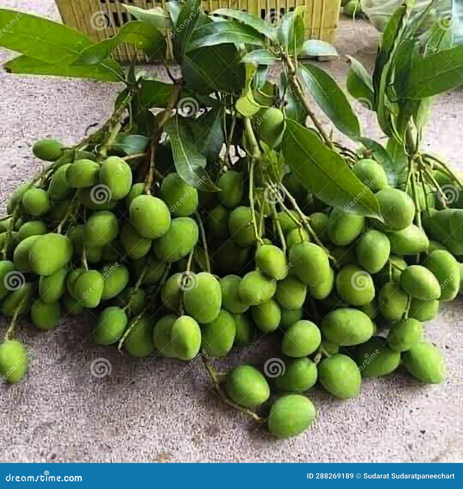 Mango Bao is a Small Mango that Thai People Stock Image - Image of crop ...