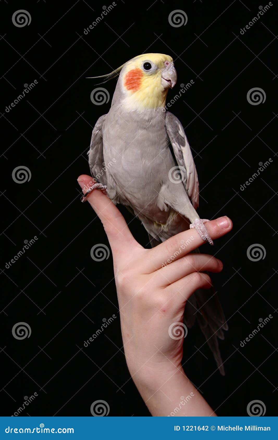 Mango Bird stock photo. Image of stretch, looks, flight - 1221642