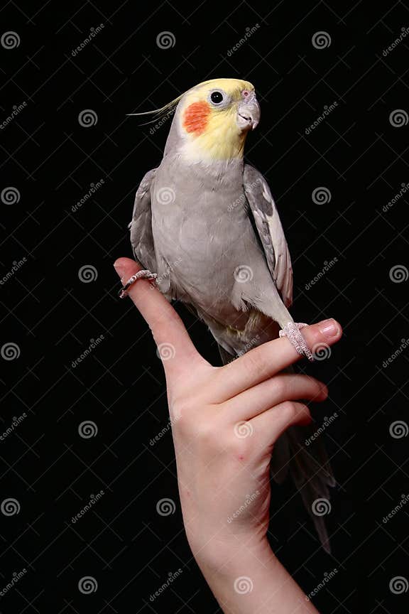 Mango Bird stock photo. Image of stretch, looks, flight - 1221642