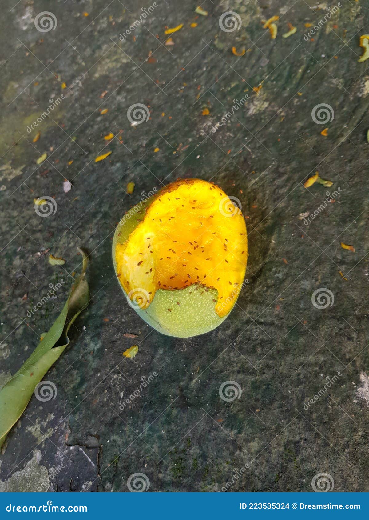 Mango Bitten by Animal or Insects Stock Photo - Image of animal, insect ...