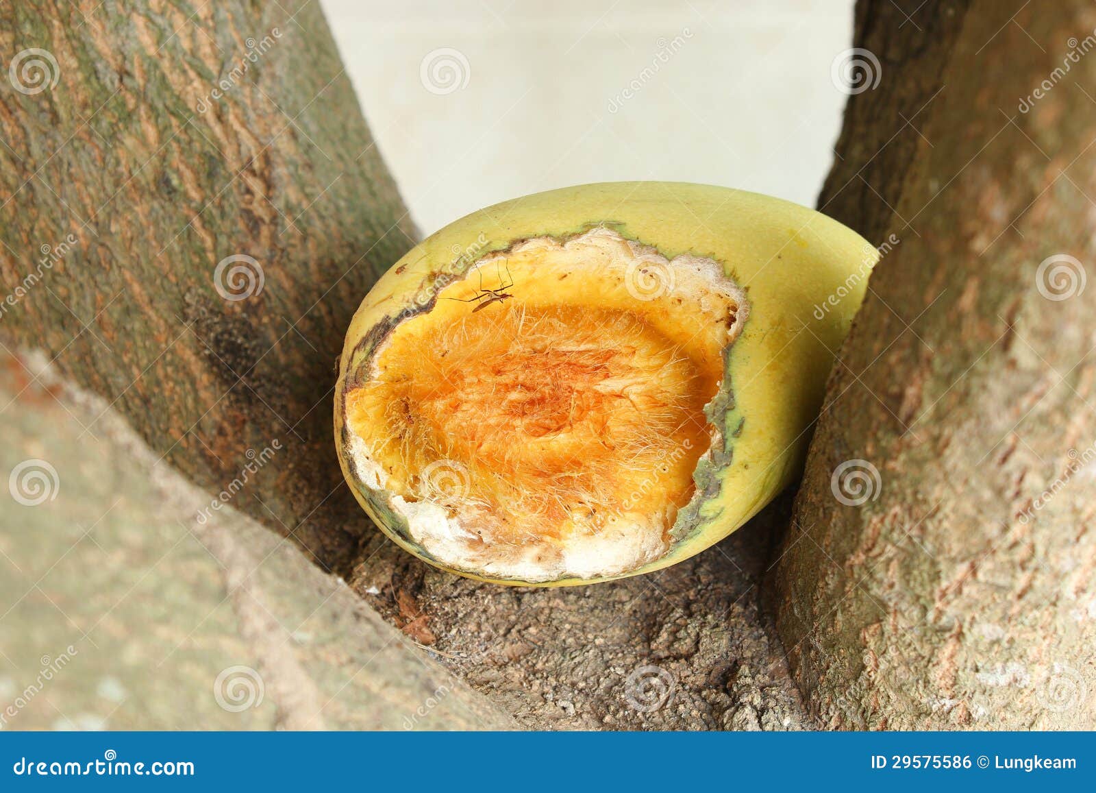Mango Bitten By Insects. Stock Photography | CartoonDealer.com #29575586