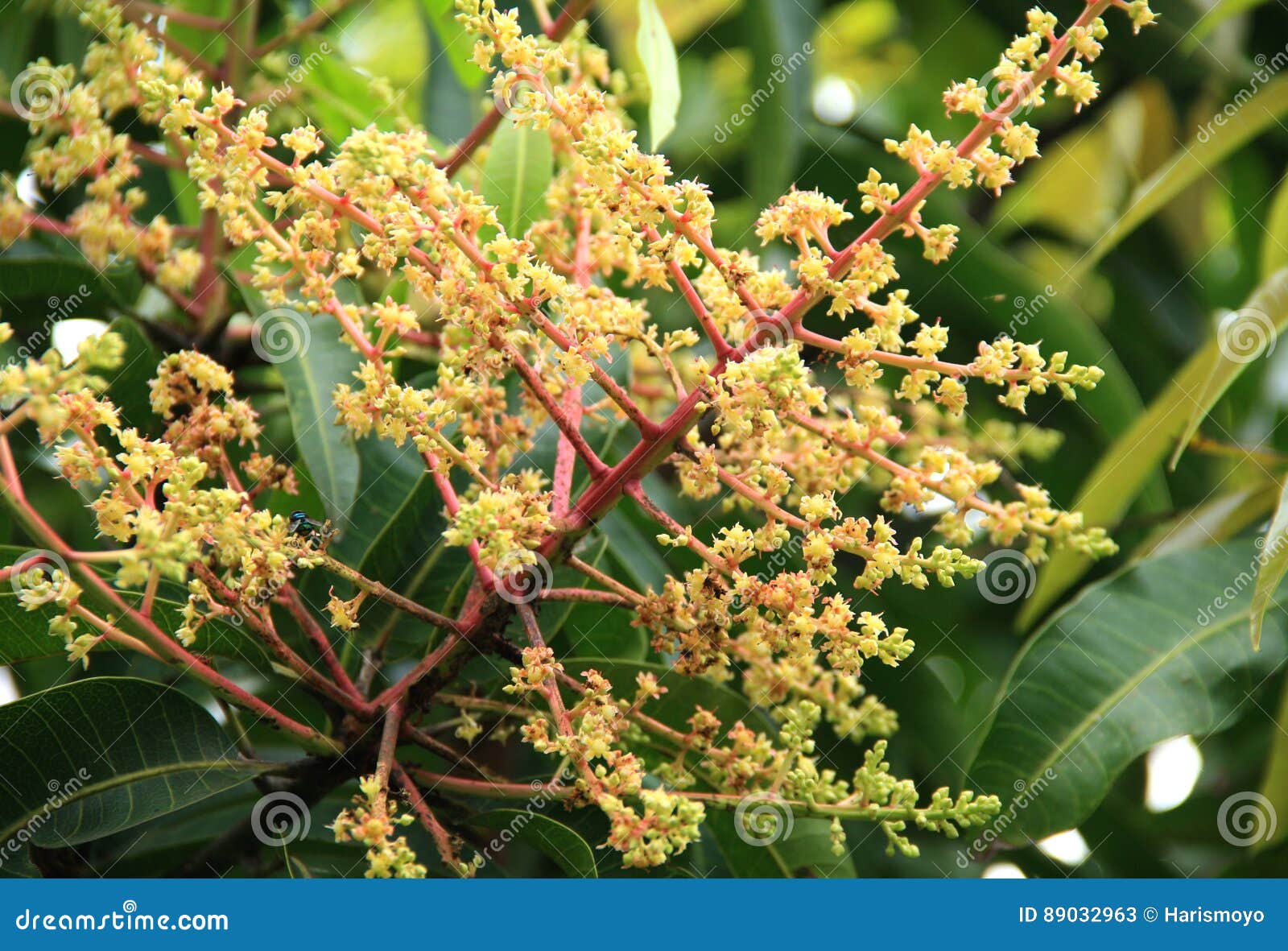 Mango-Blüte stockbild. Bild von mangopflaume, betrieb - 89032963