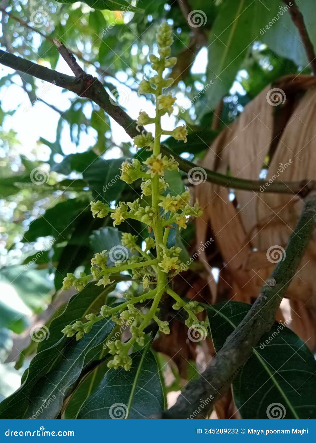 Mango blossom and leave stock photo. Image of food, jungle - 245209232