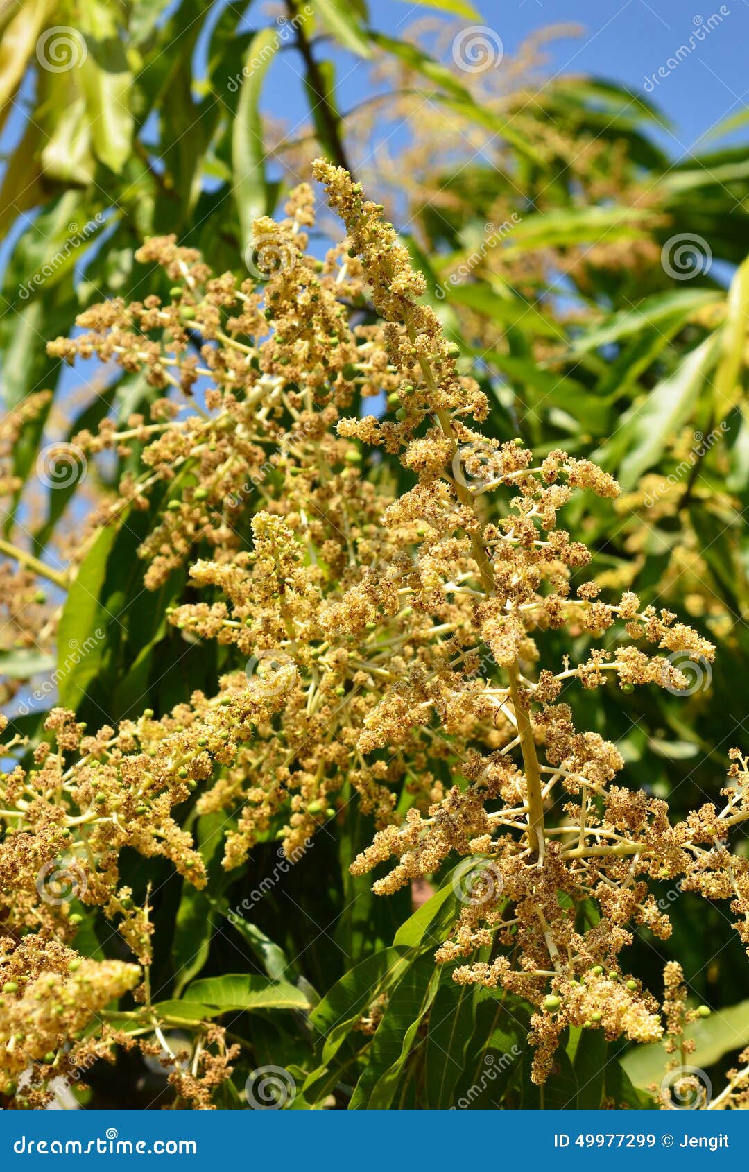 Mango Blossom stock image. Image of fruit, tropical, climate - 49977299