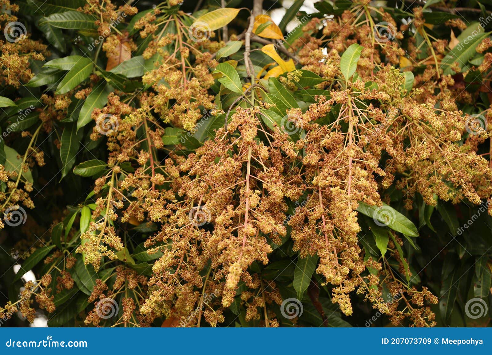 Mango blossoms of blooming stock image. Image of environment - 207073709