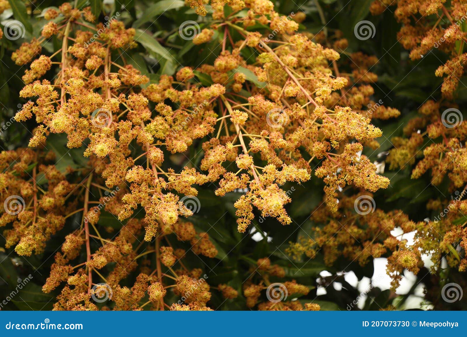 Mango blossoms of blooming stock photo. Image of bouquet - 207073730
