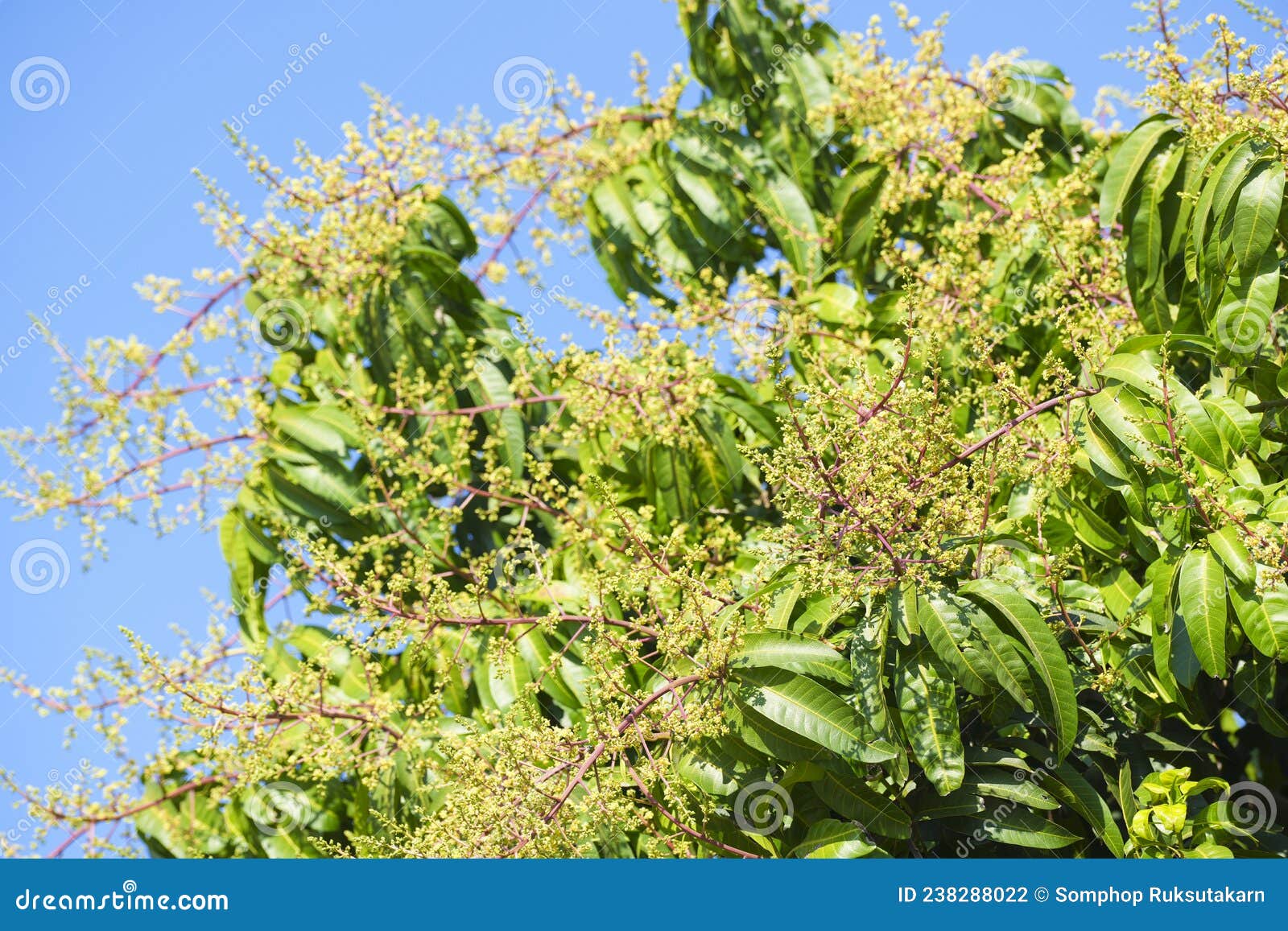 Mango Blossoms or Mango Bouquet Flower Blooming on the Mango Trees in ...