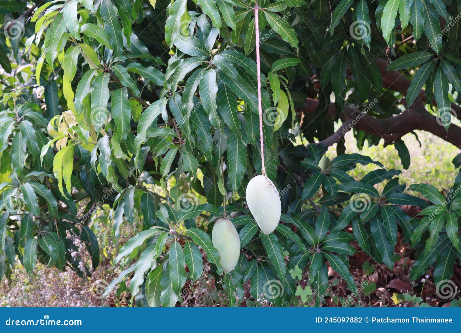 Mango with Blurry Leaf Background. Young Mango on the Tree Stock Photo ...