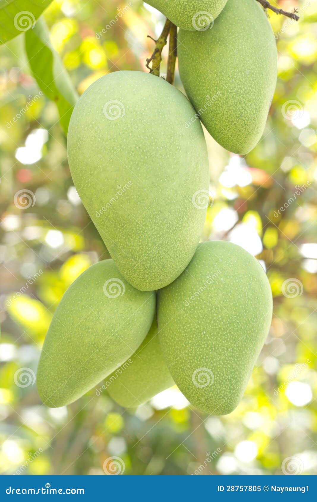 Mango boom stock afbeelding. Image of zwaar, openlucht - 28757805