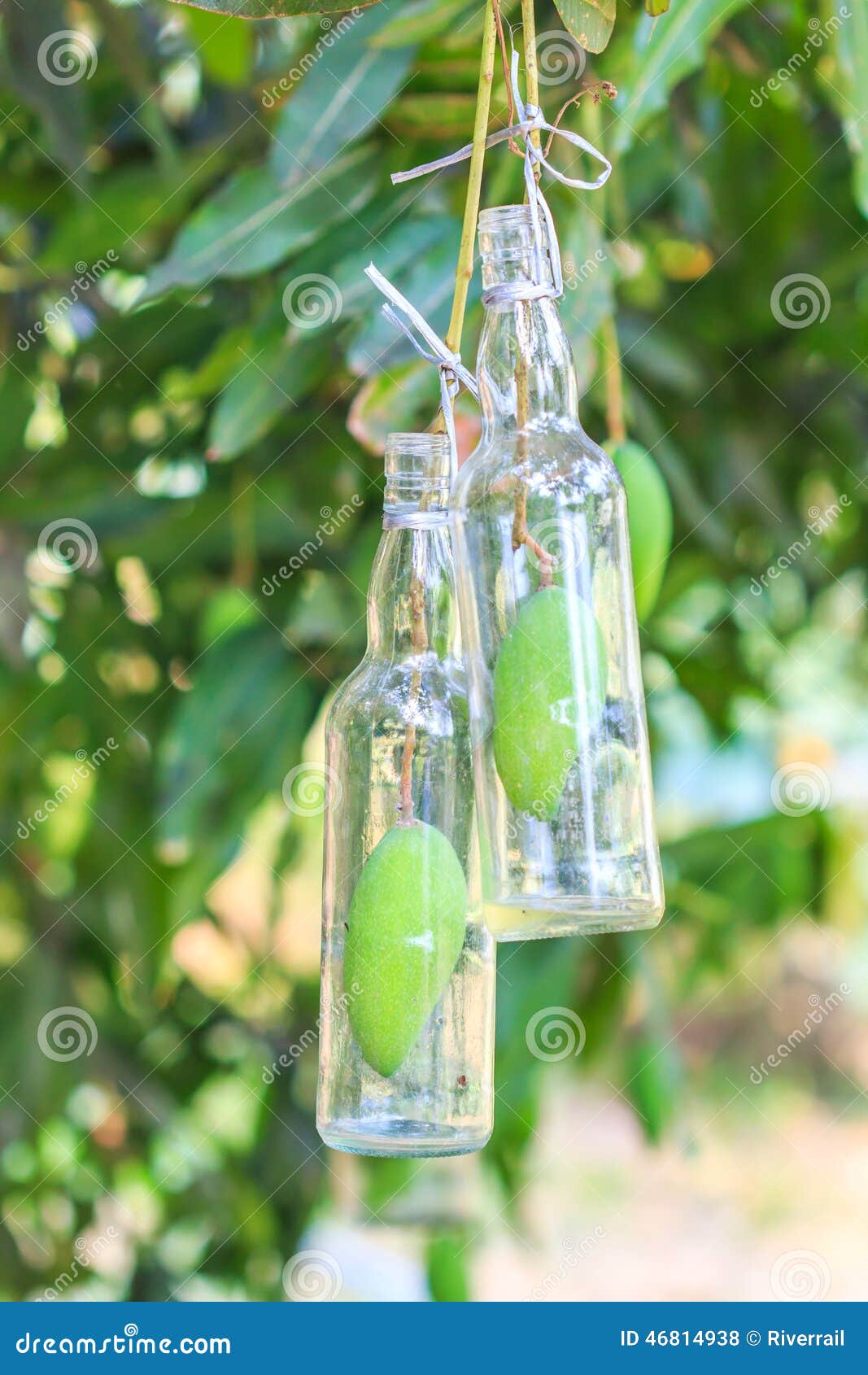 Mango in bottle stock photo. Image of farm, food, organic - 46814938