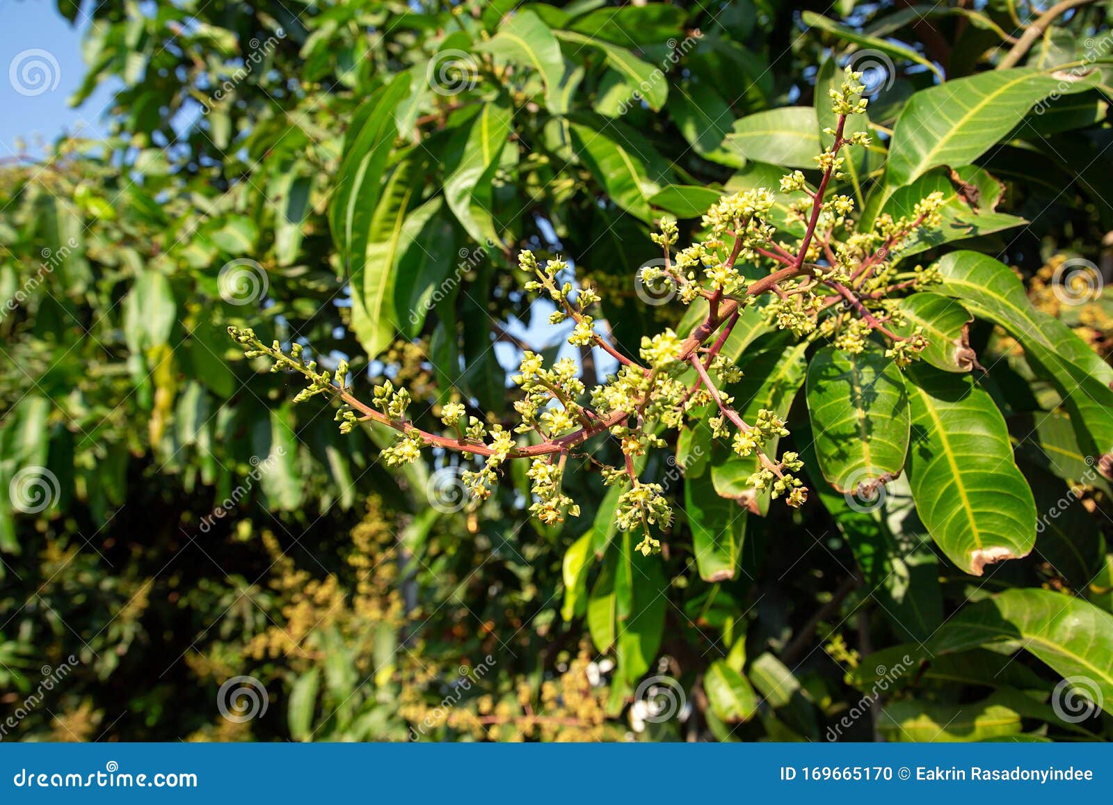 The Mango Bouquet or Mango Flower is Blooming Full on the Mango Trees ...