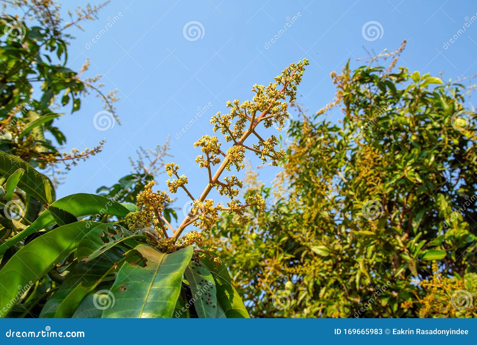 The Mango Bouquet or Mango Flower is Blooming Full on the Mango Trees ...