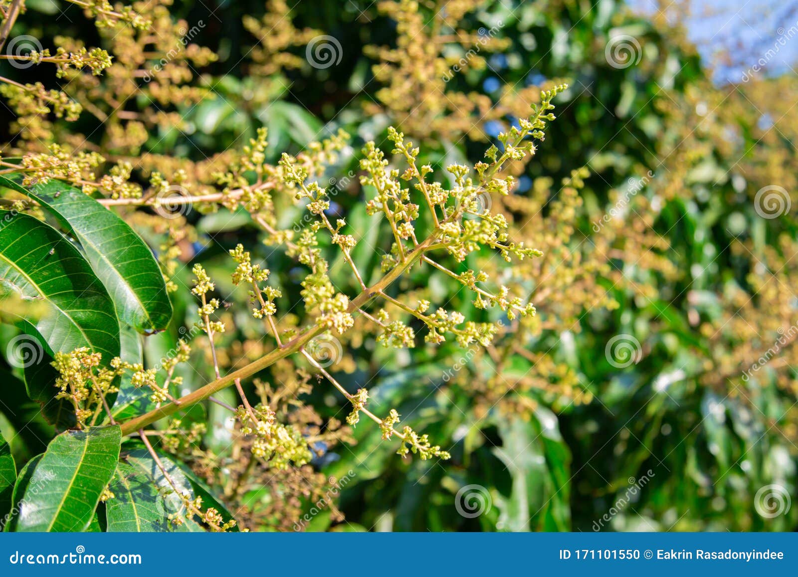 The Mango Bouquet or Mango Flower is Blooming Full on the Mango Trees ...