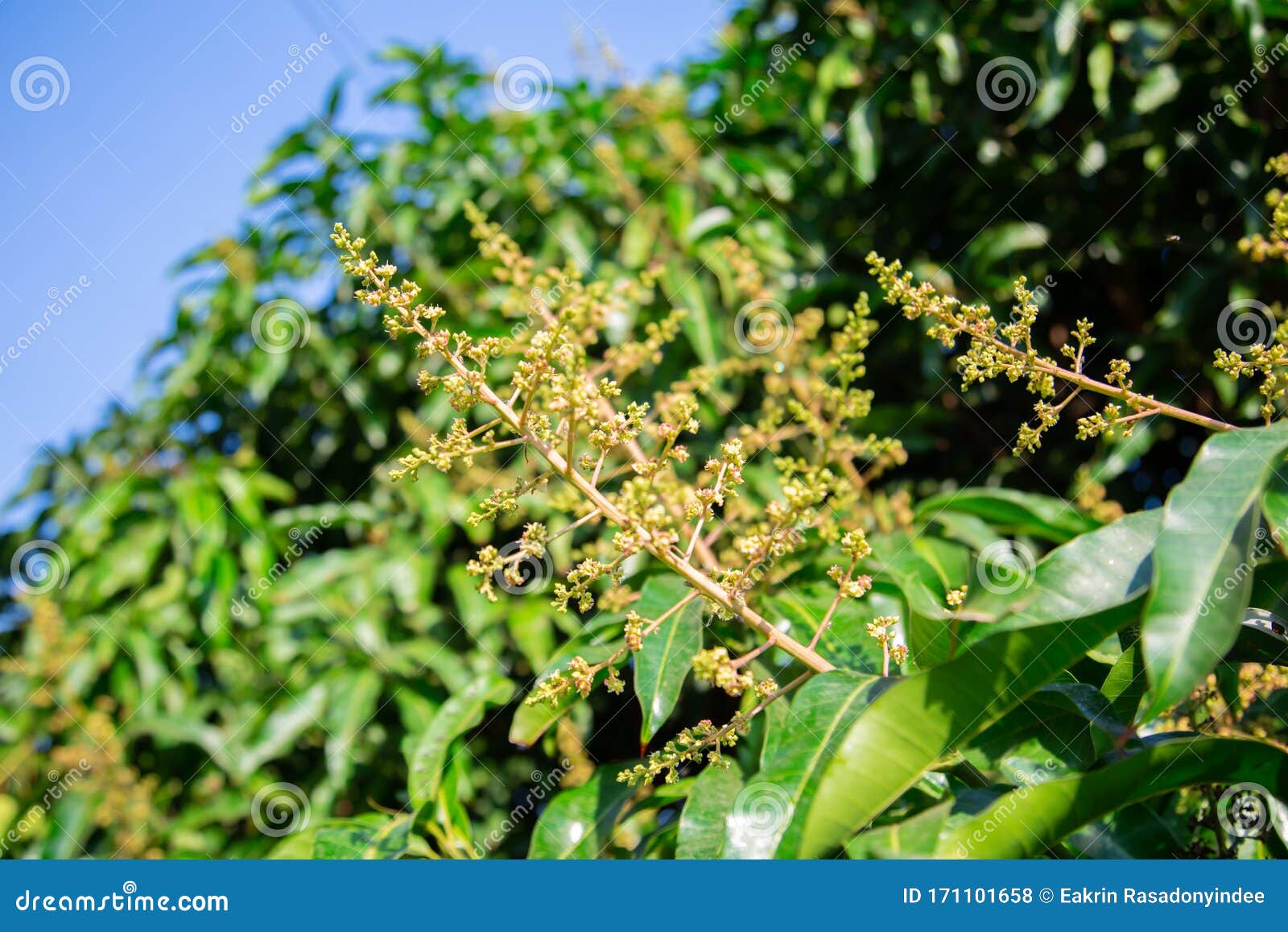 The Mango Bouquet or Mango Flower is Blooming Full on the Mango Trees ...