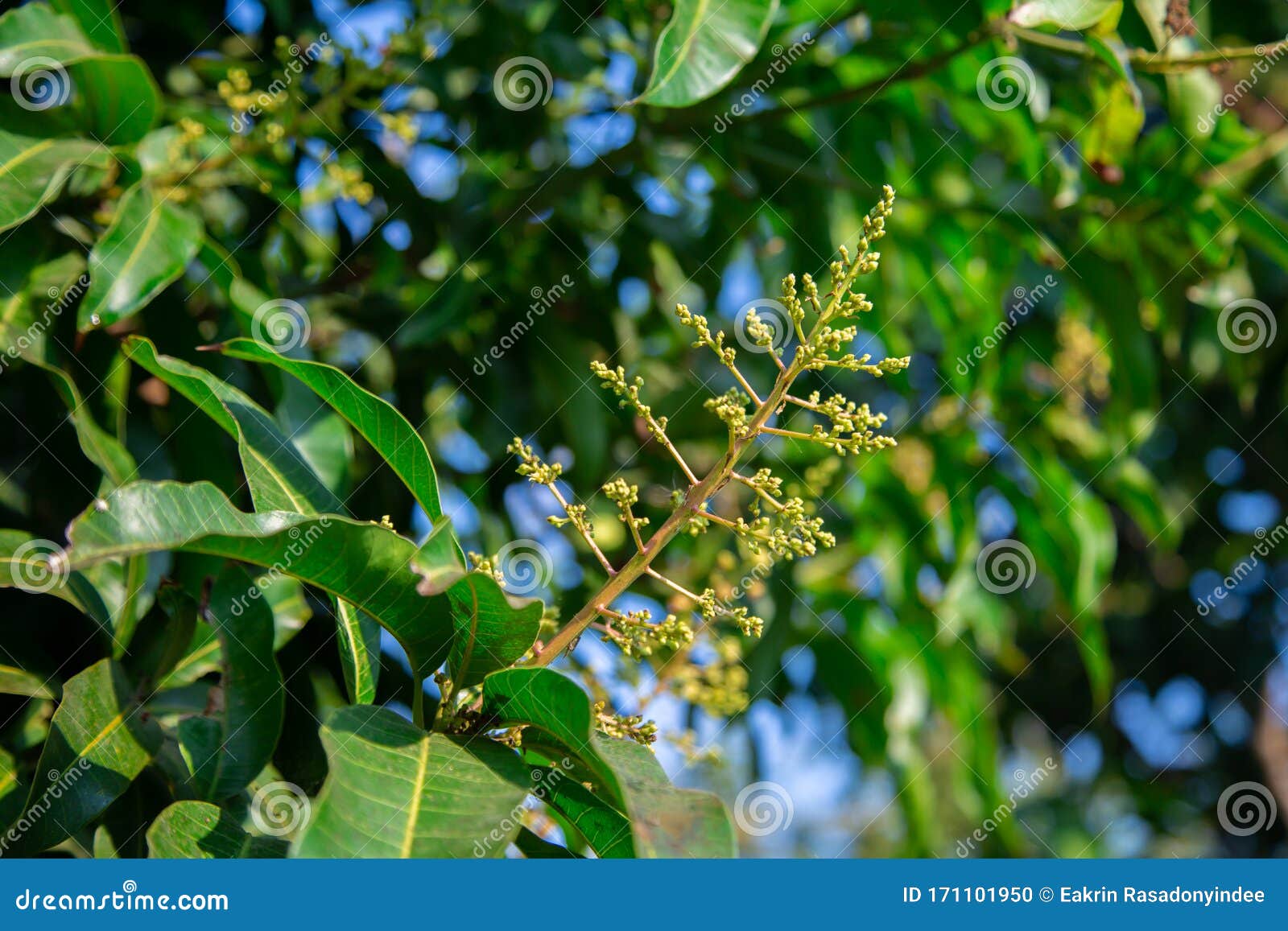 The Mango Bouquet or Mango Flower is Blooming Full on the Mango Trees ...