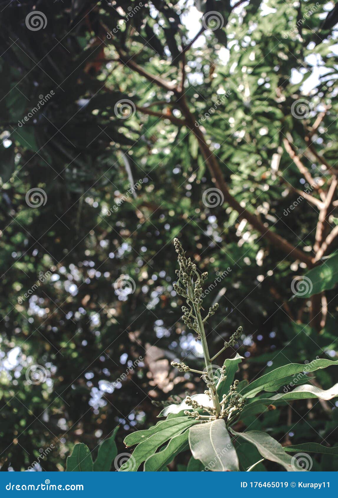 Mango Bouquet or Mango Flower is Blooming Full on the Mango Trees in ...