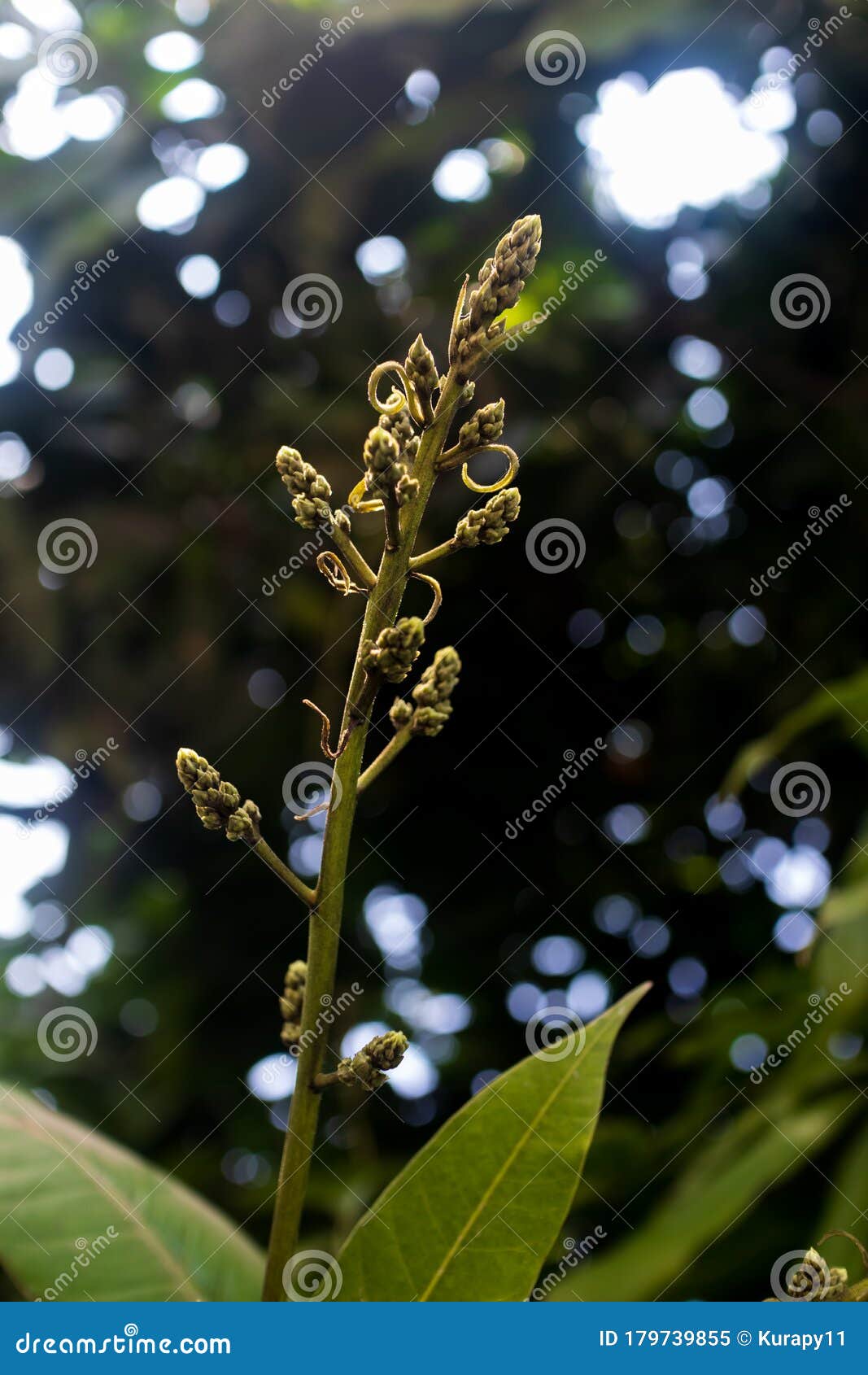 Mango Bouquet or Mango Flower is Blooming Full on the Mango Trees in ...