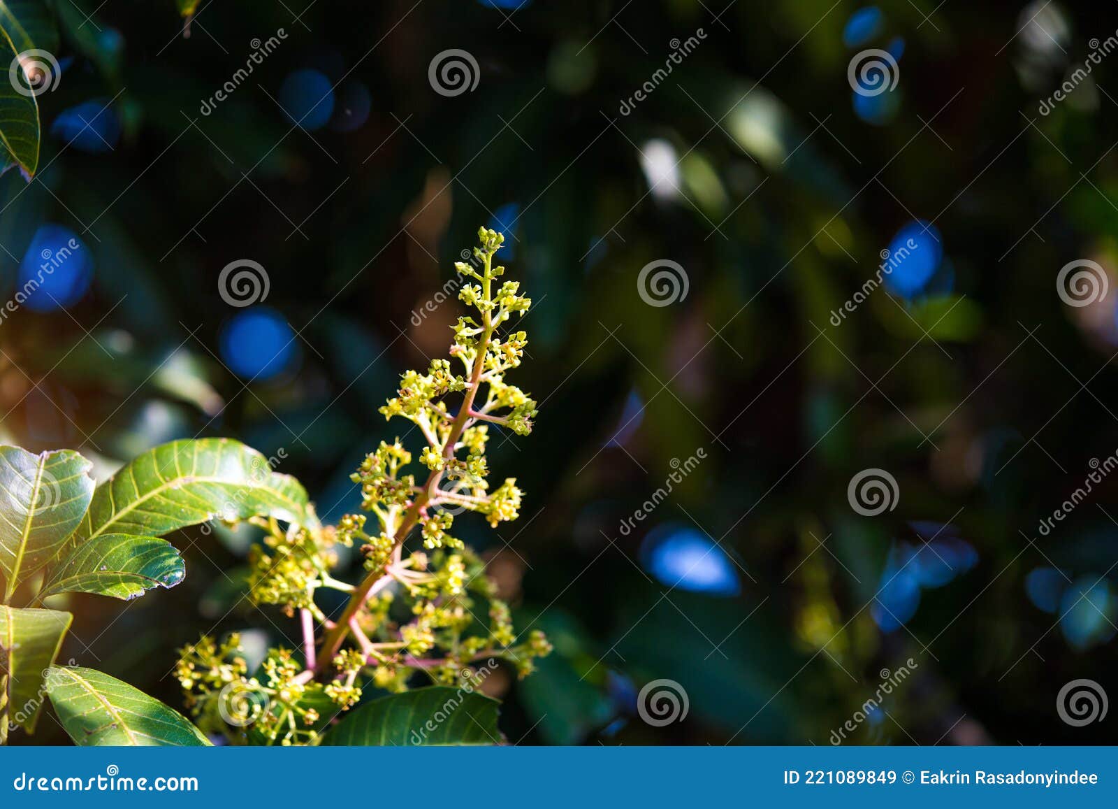 The Mango Bouquet or Mango Flower is Blooming Full on the Mango Trees ...