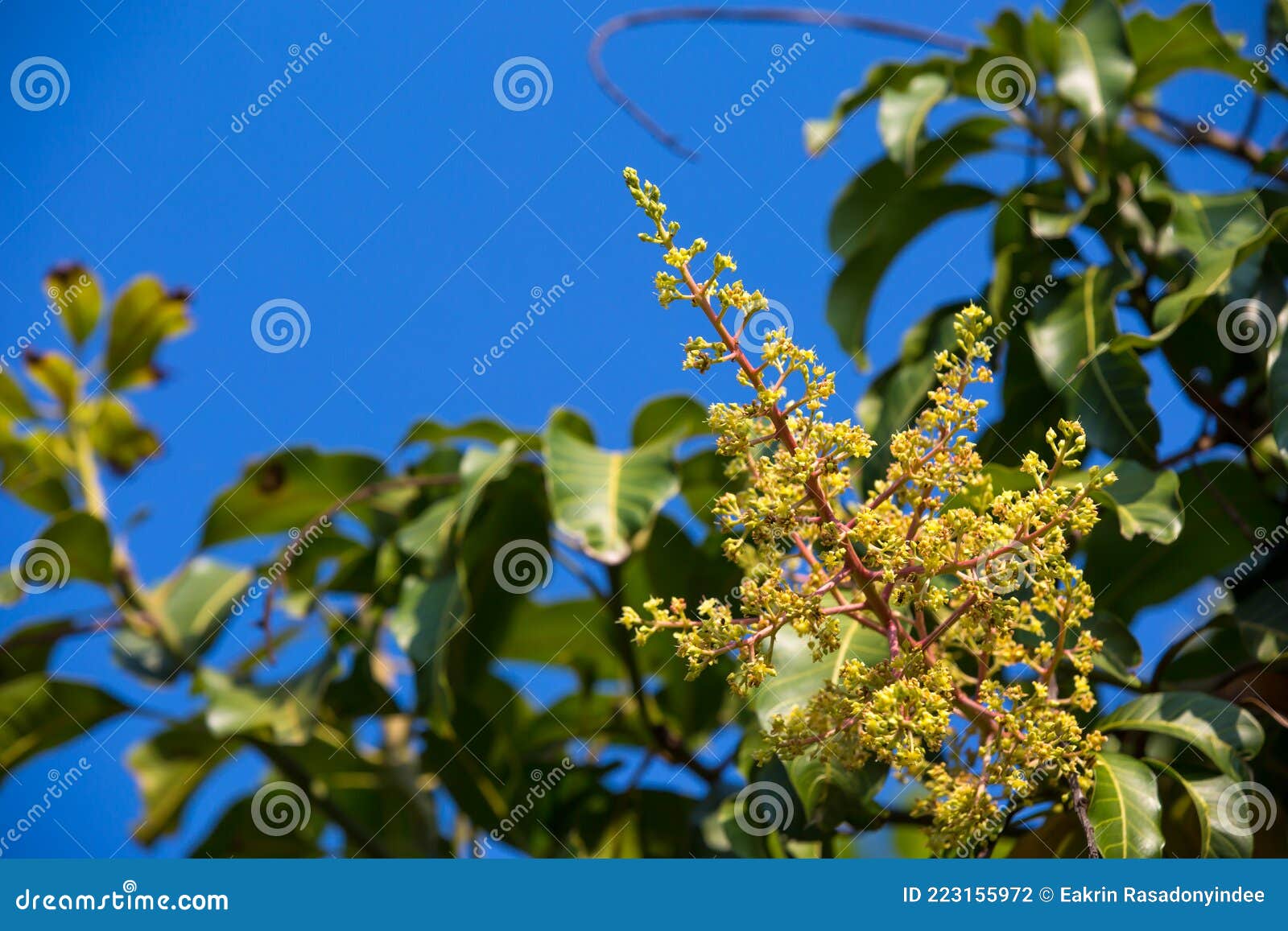 The Mango Bouquet or Mango Flower is Blooming Full on the Mango Trees ...