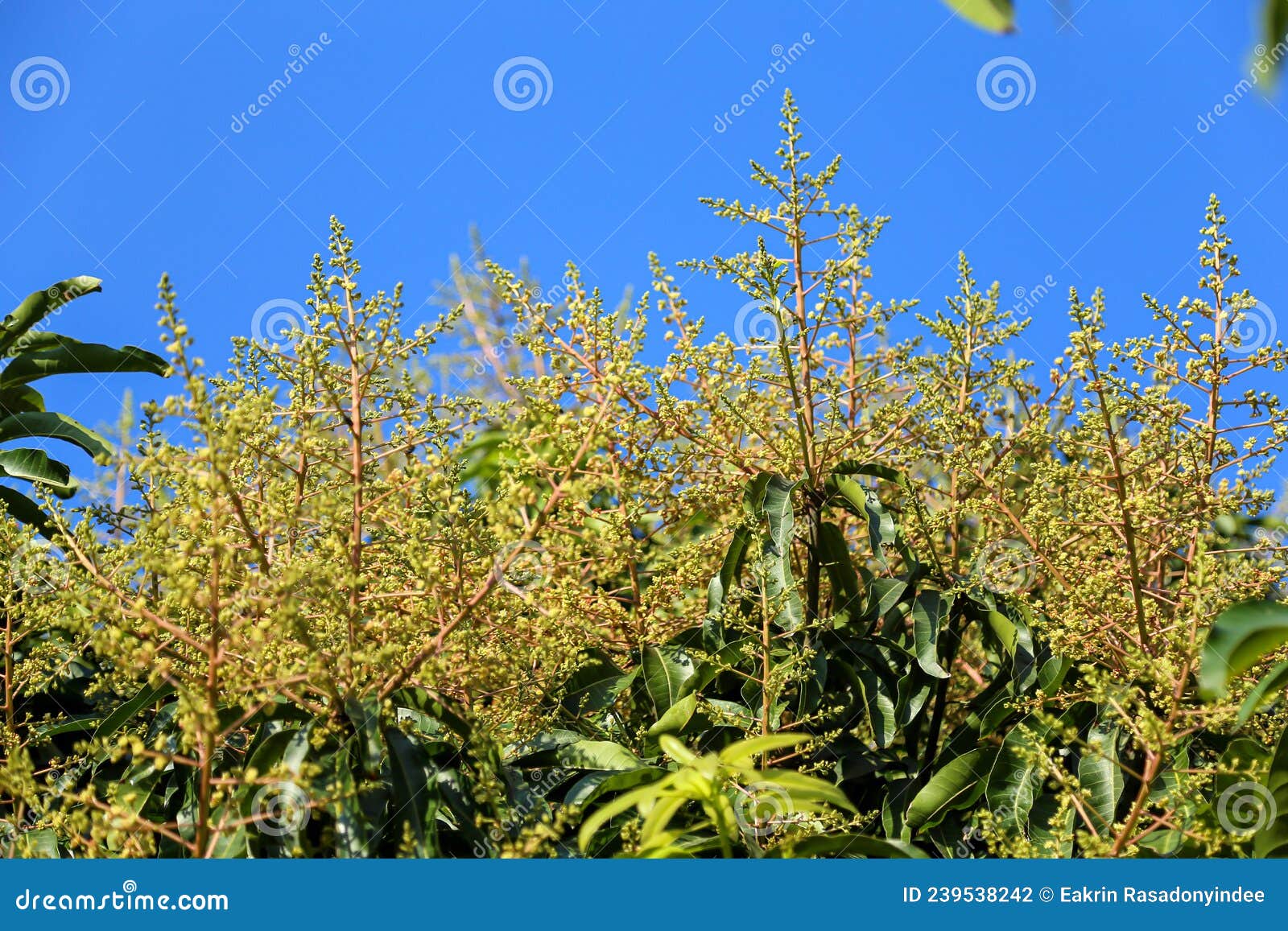 The Mango Bouquet or Mango Flower is Blooming Full on the Mango Trees ...