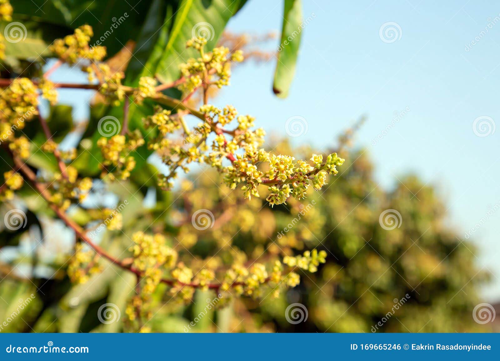 The Mango Bouquet or Mango Flower is Blooming Full on the Mango Trees ...