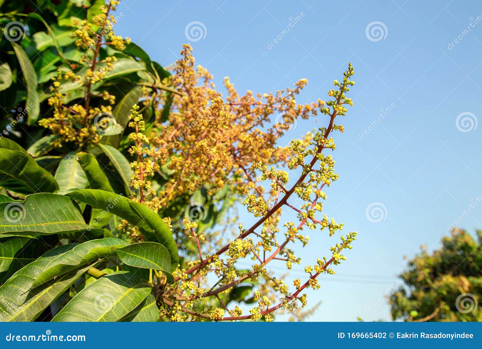 The Mango Bouquet or Mango Flower is Blooming Full on the Mango Trees ...