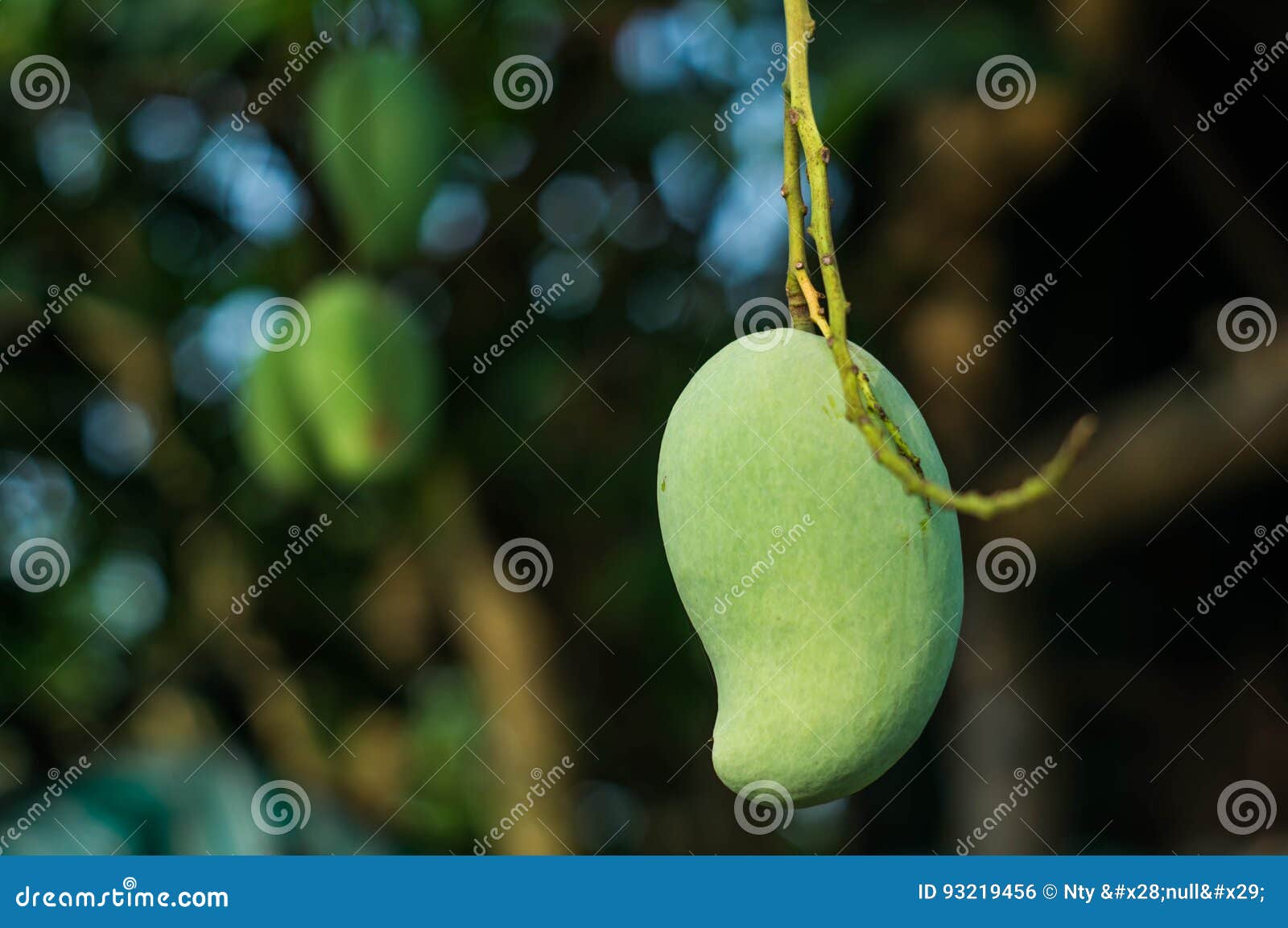 Mango in branch stock photo. Image of freshness, garden - 93219456