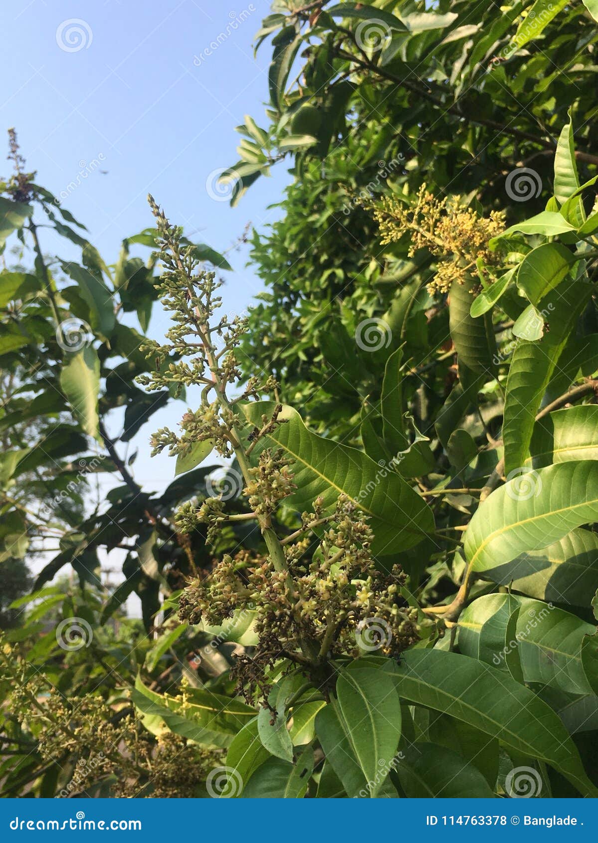 Mango branch stock photo. Image of mangotree, garden - 114763378