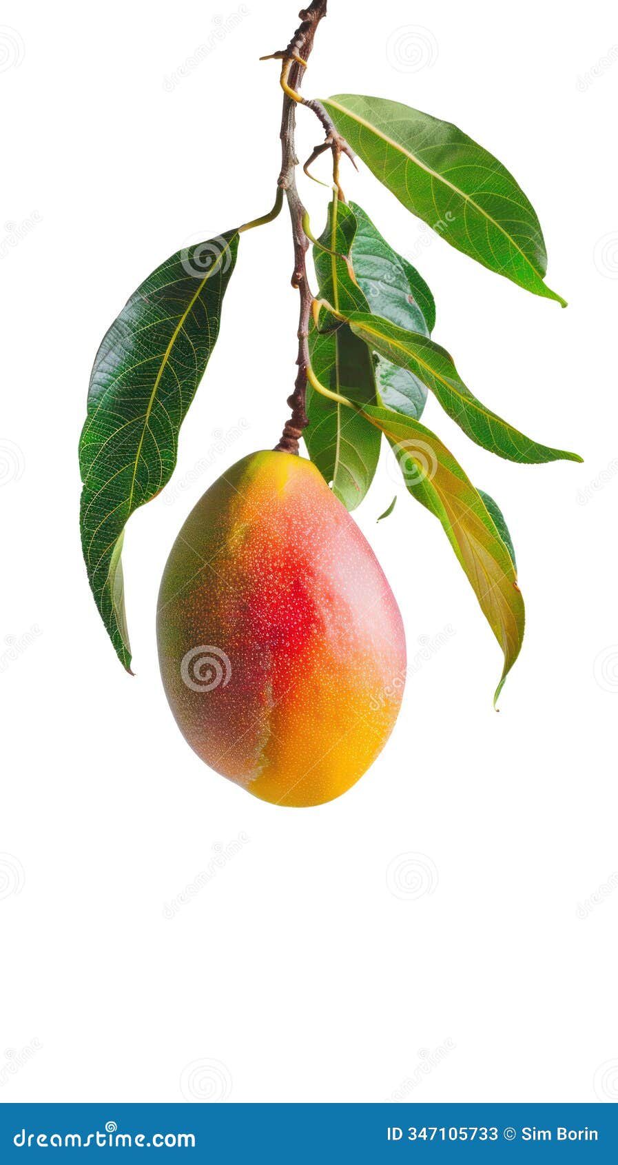 Mango on Branch Isolate on Transparency Stock Illustration ...