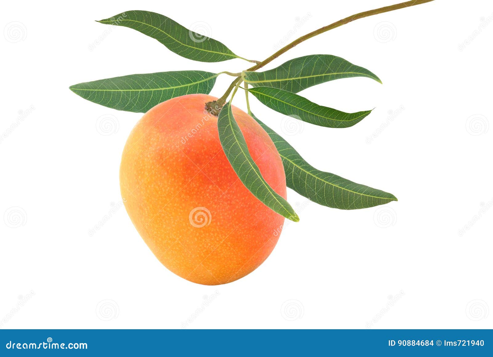 Mango on a Branch Isolated on White Stock Photo - Image of mango, juicy ...