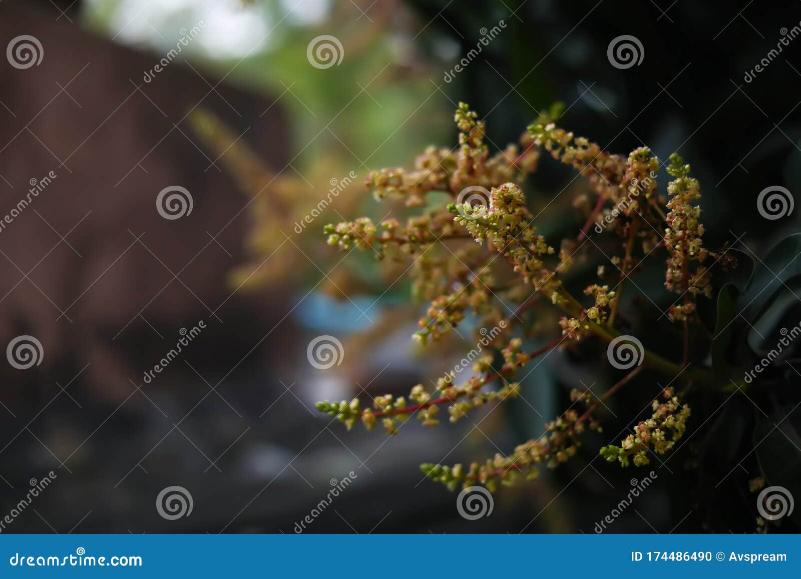 Mango Buds and Flowers on Its Tree in a Garden Stock Photo - Image of ...