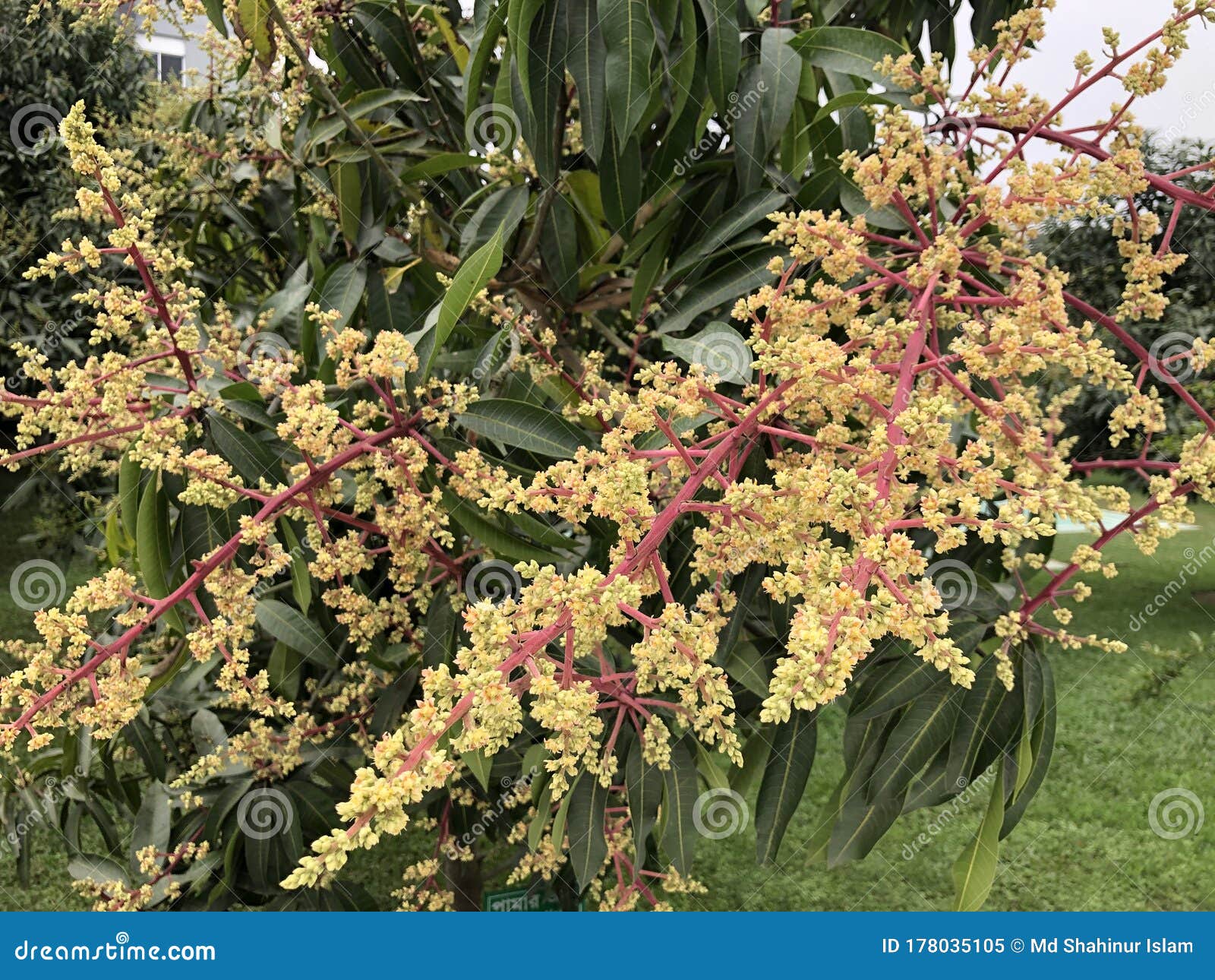 Mango buds stock image. Image of mango, buds, budding - 178035105