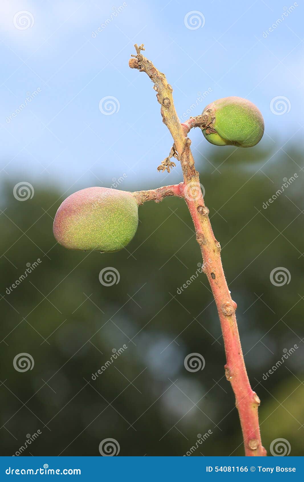 Mango Buds stock photo. Image of healthy, organic, nature - 54081166