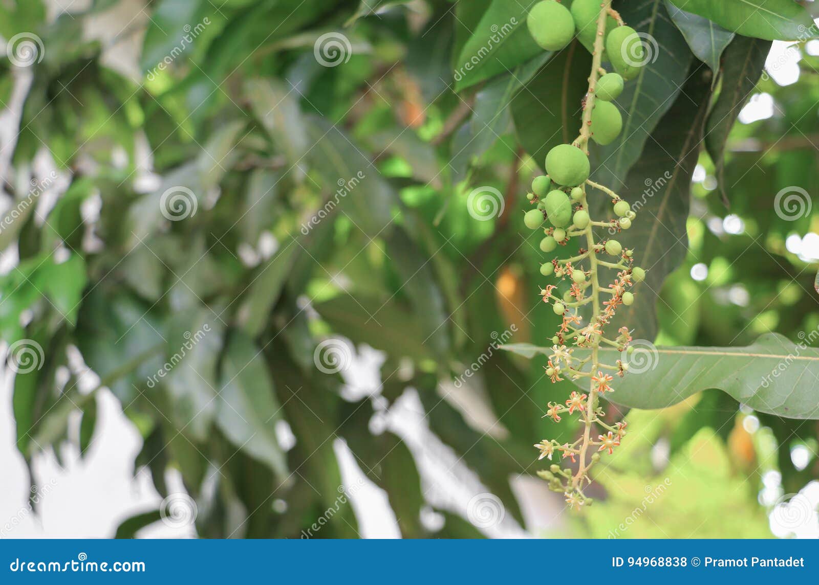 Mango bunch and flowers stock photo. Image of mangoes - 94968838