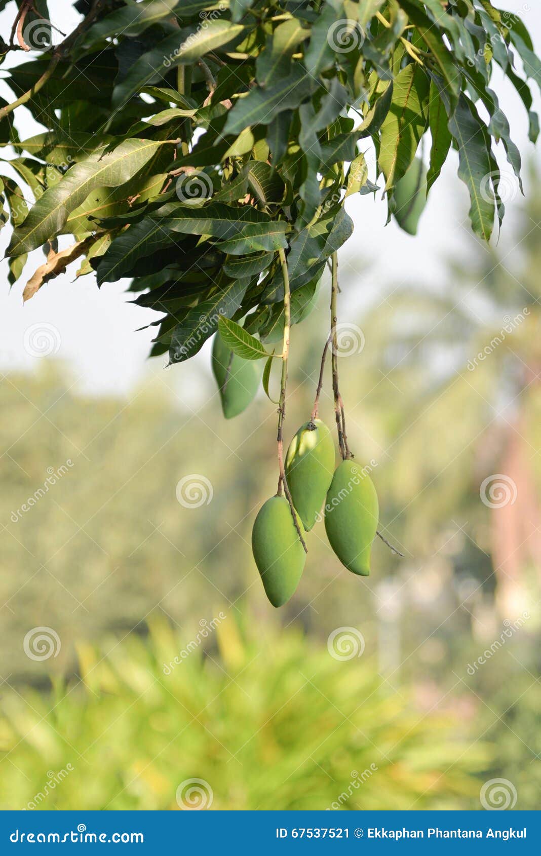 Mango bunch ,organic fruit stock image. Image of outdoor - 67537521