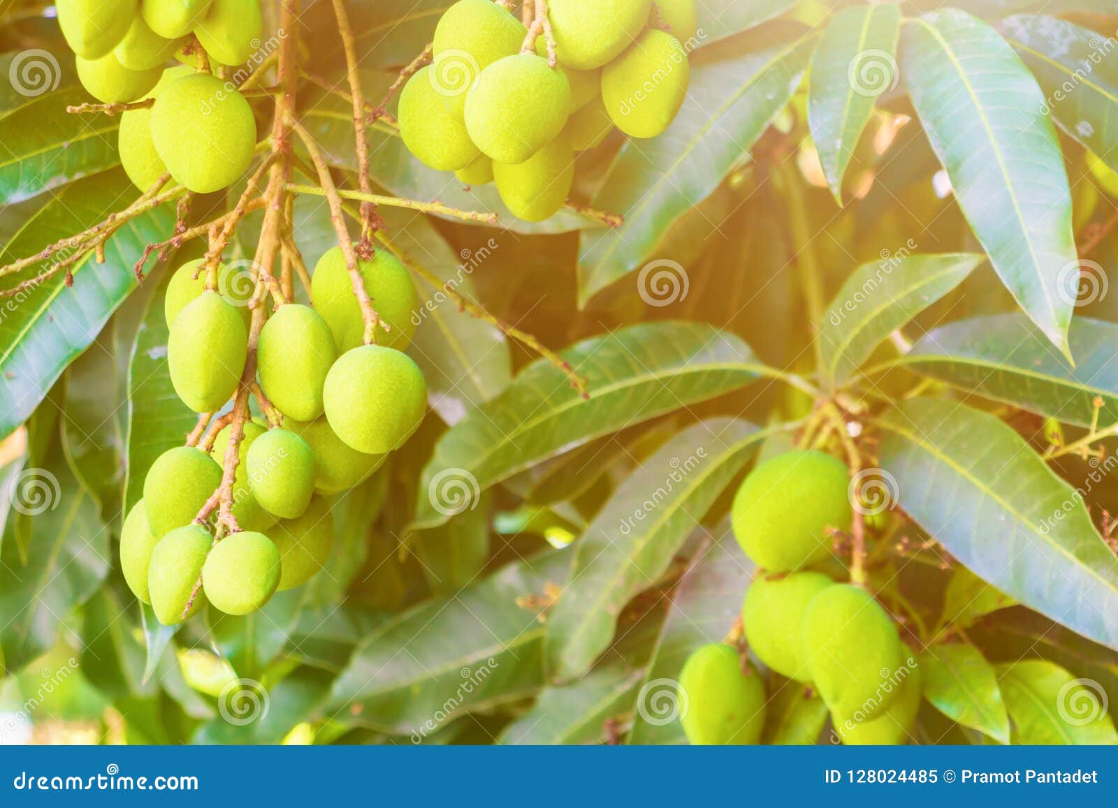 Mango Bunch Select Focus with Shallow Depth of Field Stock Image ...