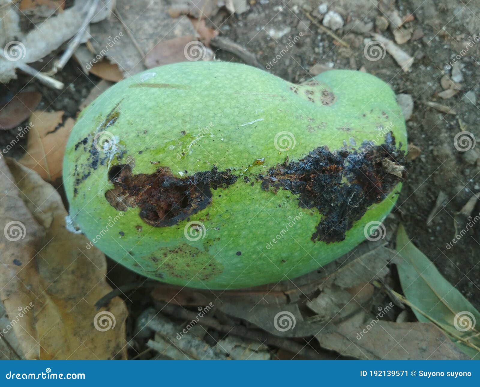 Mango in Caterpillars and Rot Stock Image - Image of tree, garden ...
