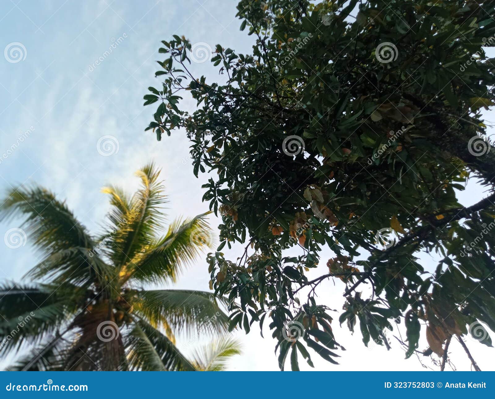 A mango and coconut tree stock image. Image of blue - 323752803