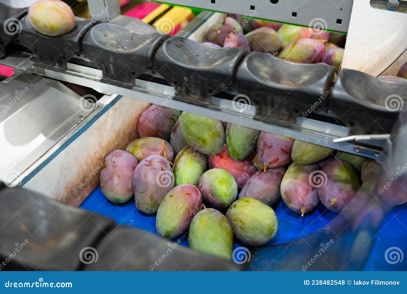 Mango on Conveyor Belt of Sorting Line Stock Photo - Image of factory ...