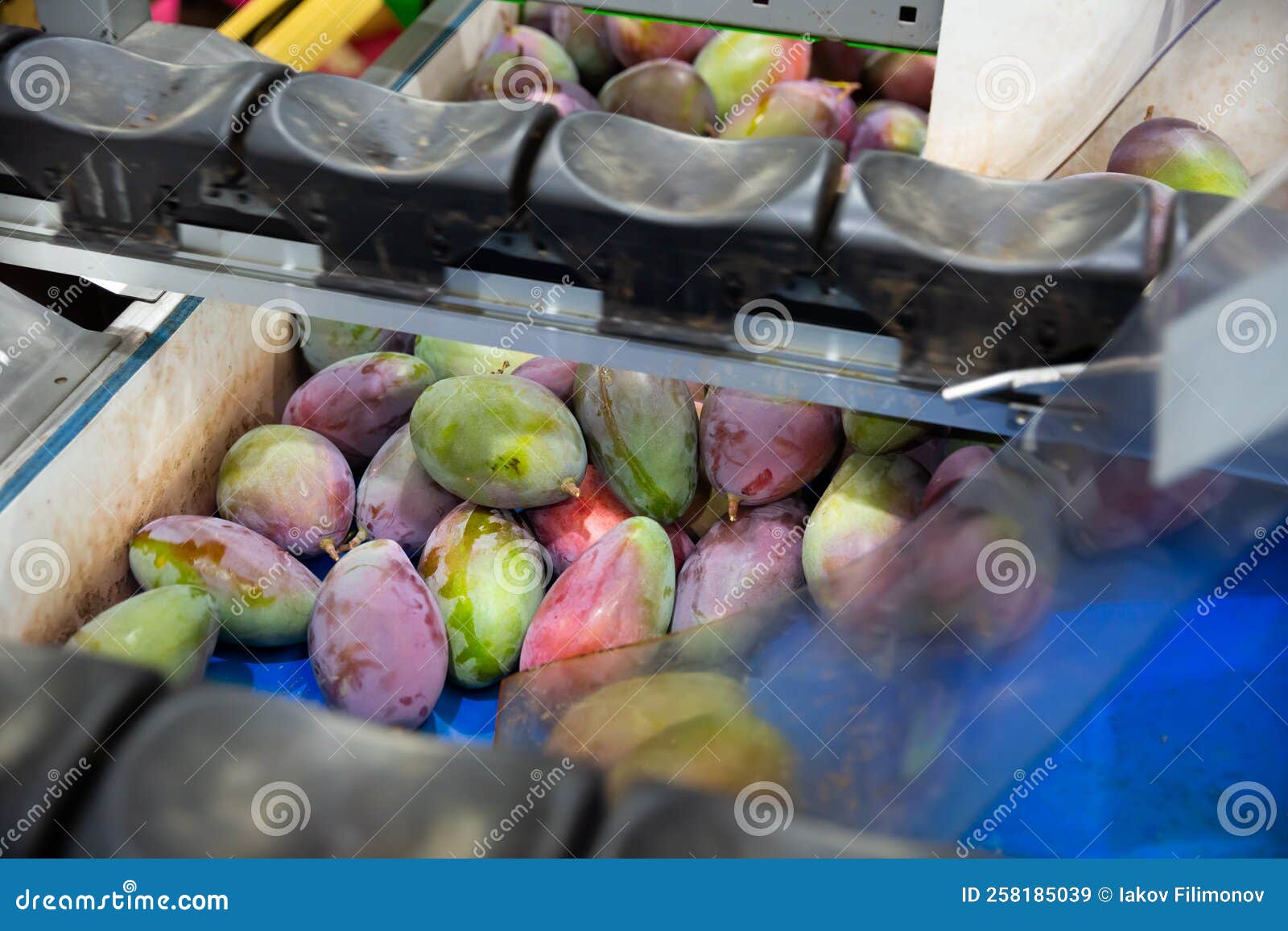 Mango on Conveyor Belt of Sorting Line Stock Image - Image of control ...