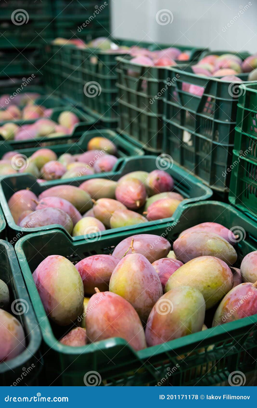 Mango in Crates in Fruit Packaging Warehouse Stock Photo - Image of ...