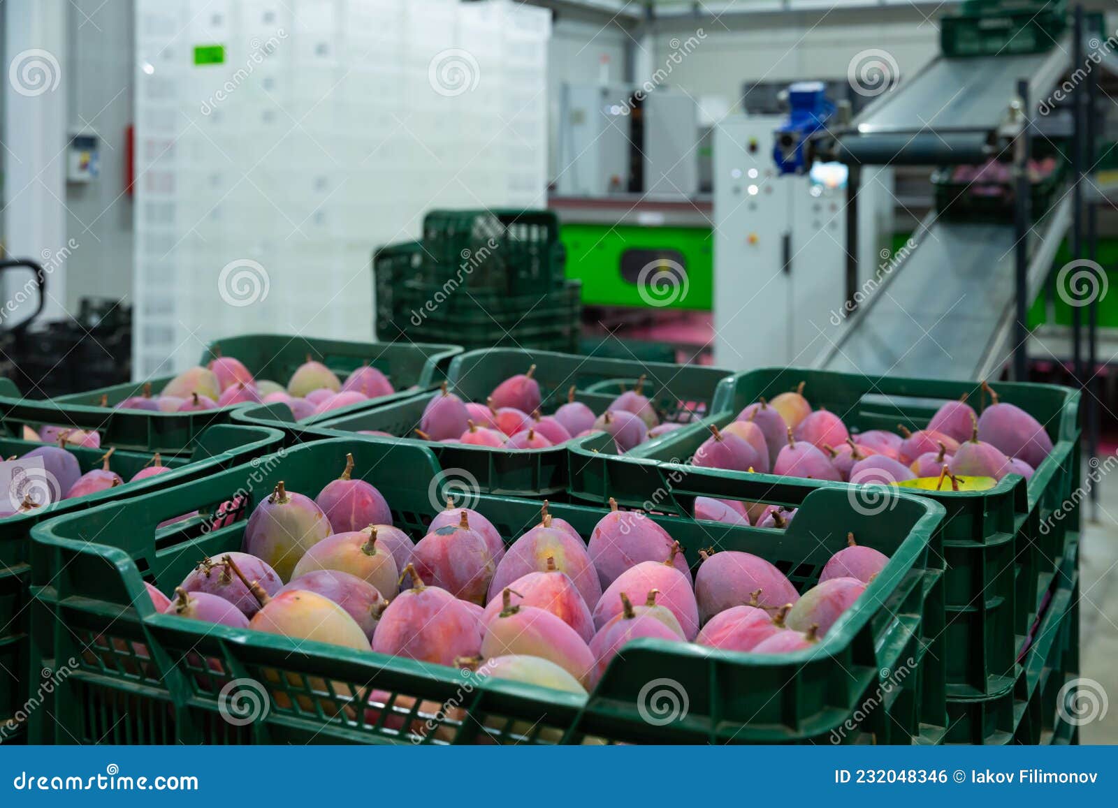 Mango in Crates in Fruit Packaging Warehouse Stock Photo - Image of ...