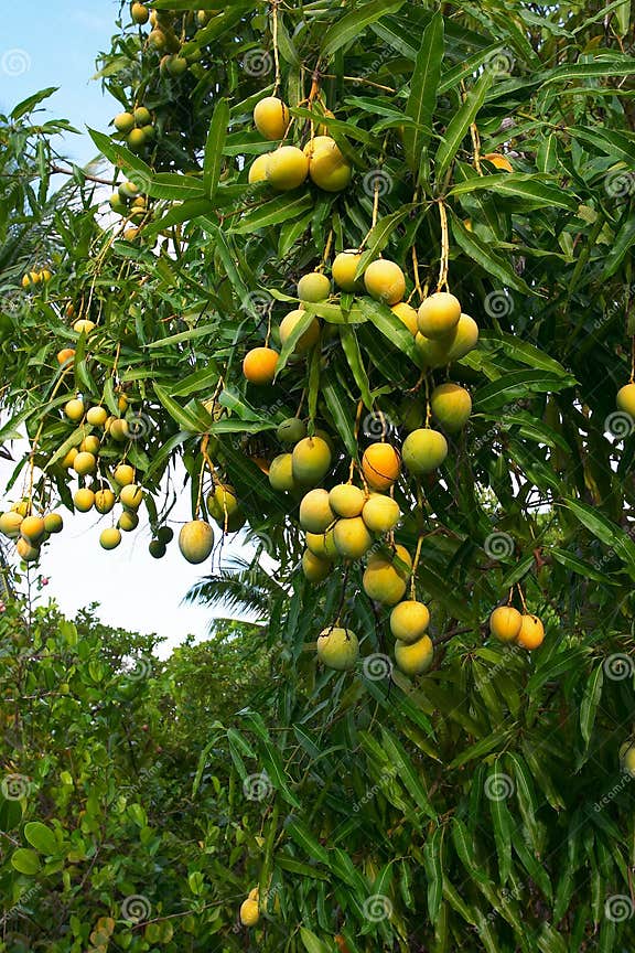 Mango crop stock photo. Image of ocean, environmental, wild - 49272