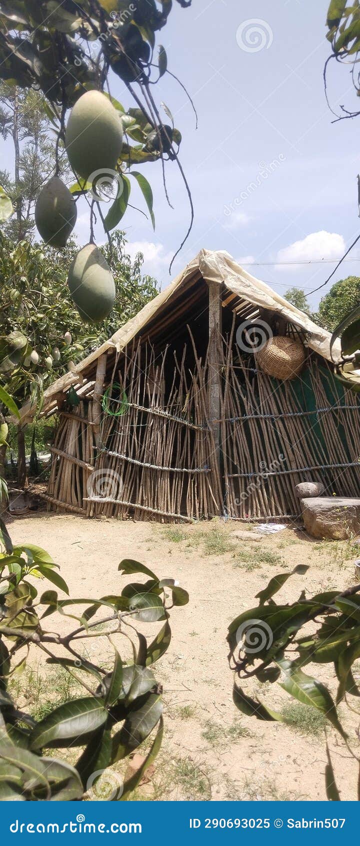 Mango cultivation hut stock image. Image of cottage - 290693025