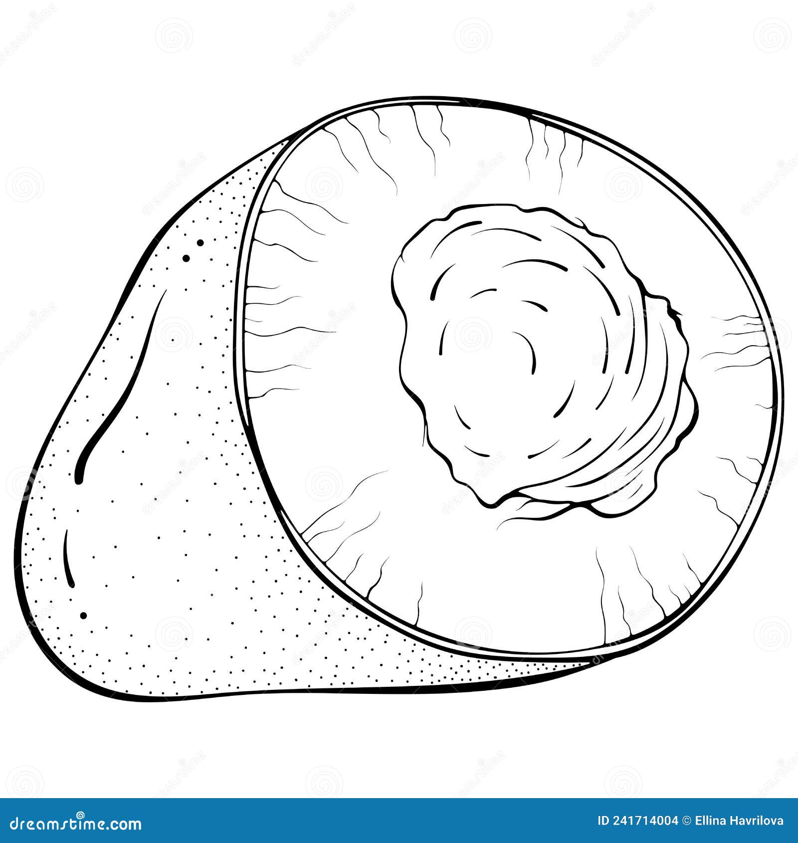 Mango cut in half stock vector. Illustration of healthy - 241714004