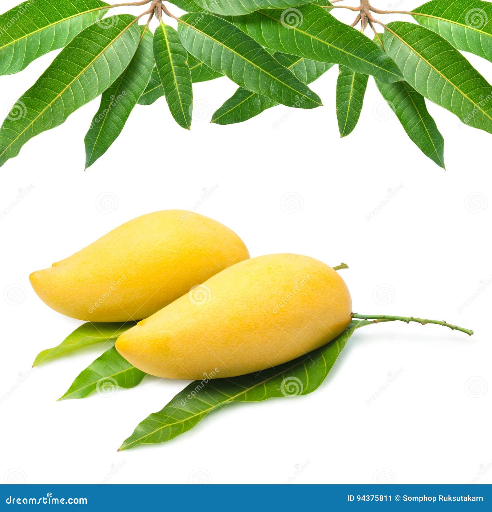 Mango De Oro Dulce Aislado En El Fondo Blanco Imagen de archivo ...