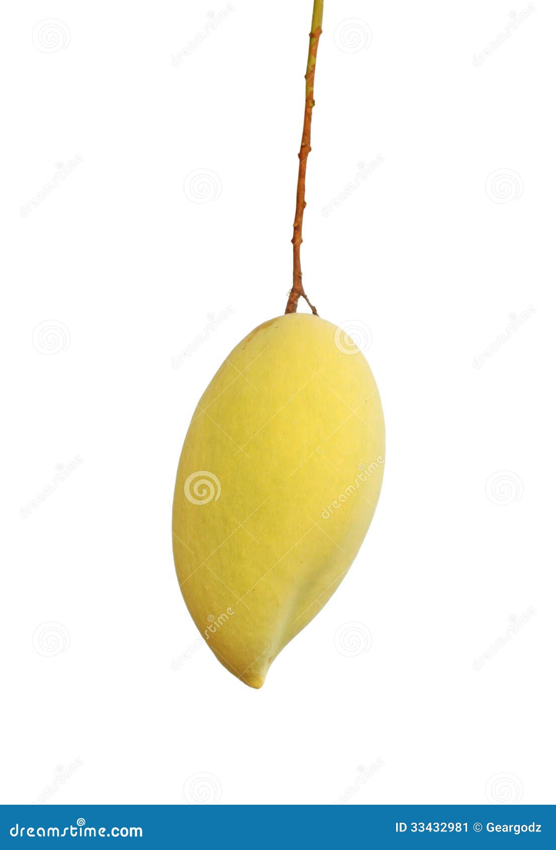 Mango de oro en árbol imagen de archivo. Imagen de dieta - 33432981