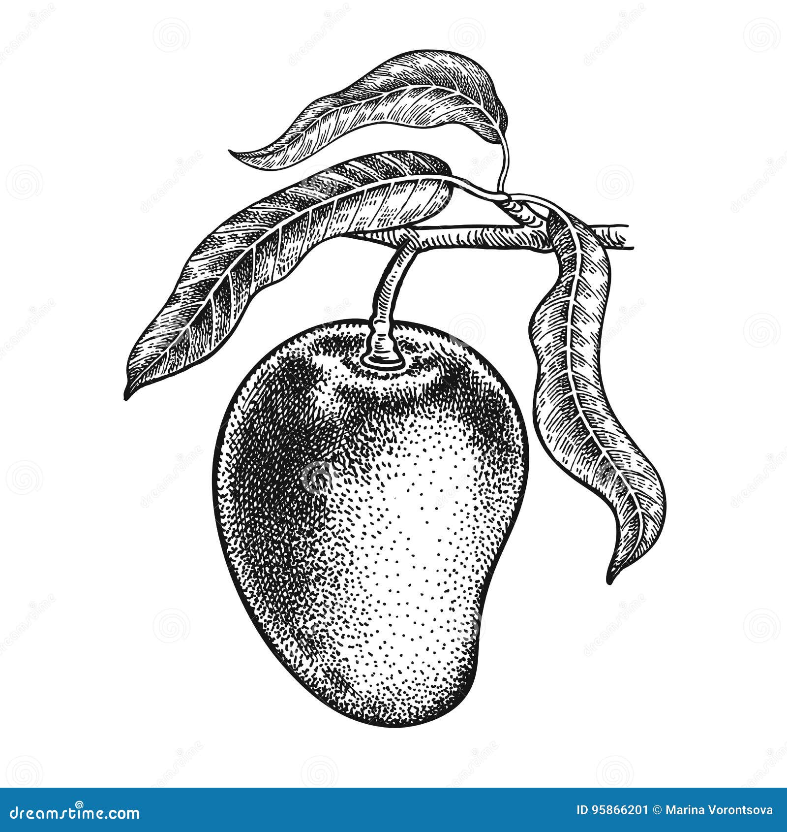 Mango Dibujo Realista De La Mano Ilustración del Vector - Ilustración ...