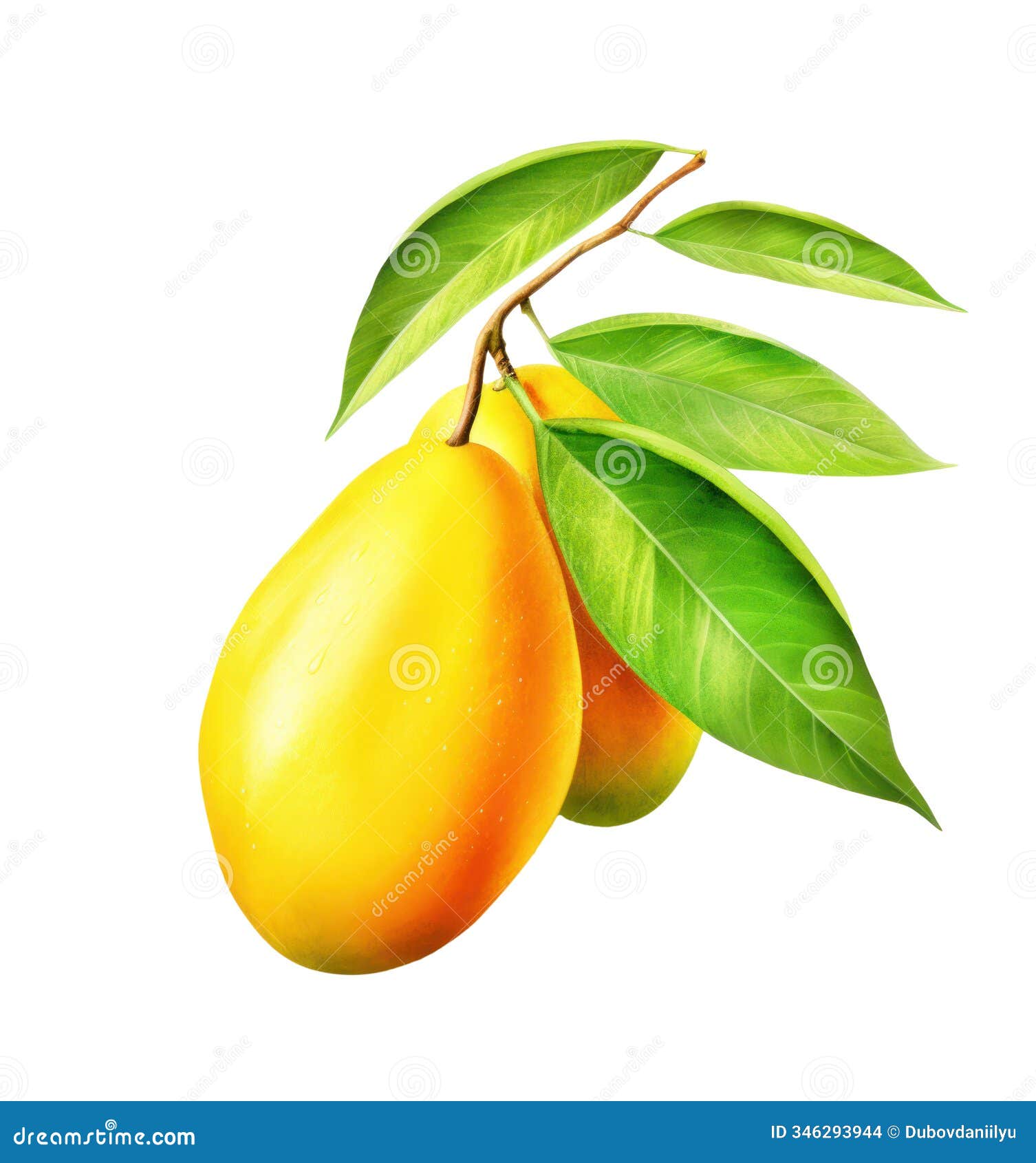 Mango Drawing on a Transparent Background in PNG Format, Great for Use ...
