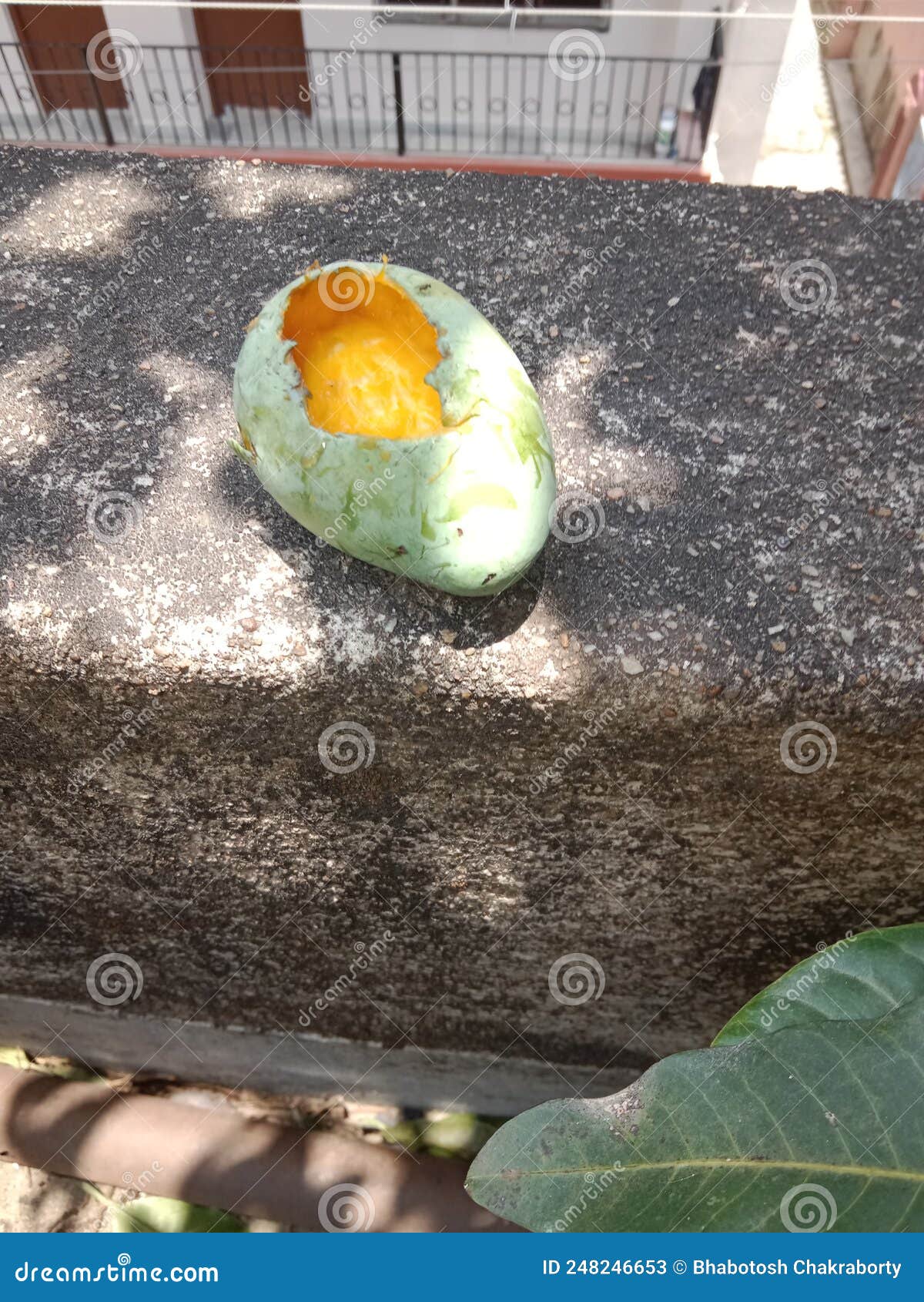 Mango eat by bird stock image. Image of closeup, color - 248246653